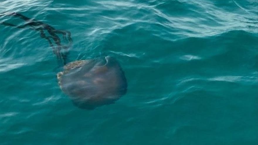 Medusas playas de Málaga | Medusa 'huevo frito': la nueva especie de ...